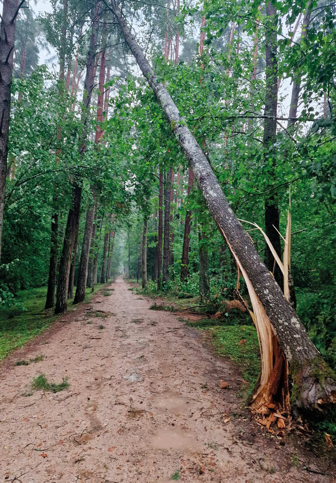 Arboricultural Association - When the sky split the forest canopy